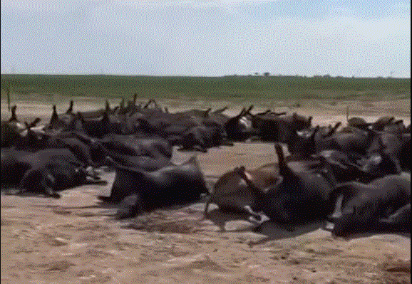 Thousands of Cattle Die in Kansas, Officials Blame Heat Wave | Video