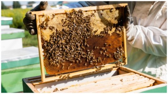 Beekeeper Discovers 50,000 Bees in 100-Year-Old Farmhouse