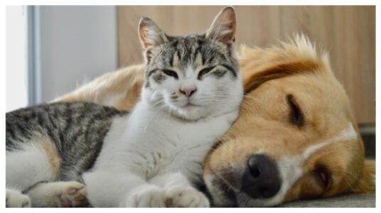 2026 Pet Resolutions to Keep Pets Healthy and Happy