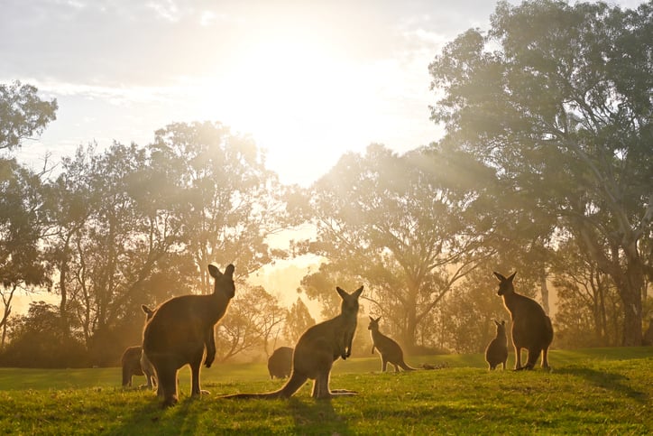 Kangaroos Knock Down Cyclists at Tour Down Under